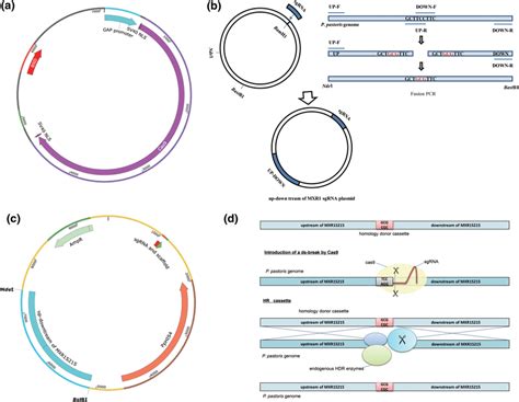Schematic Of The Sgrna‐plasmid Design A Cas9‐plasmid Construction Download Scientific