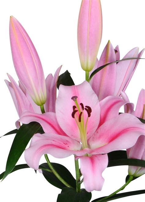 Lily OT Hybrid Frontera Bergeson Nursery