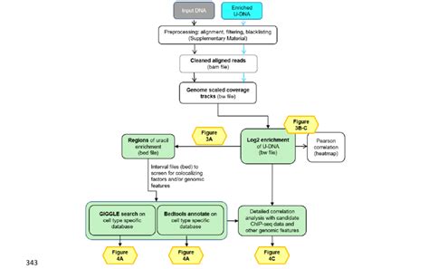 Data Analysis Pipeline Both Input And Enriched U DNA Samples Were Download Scientific Diagram