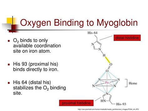 Ppt Myoglobin And Hemoglobin Powerpoint Presentation Id 2019714