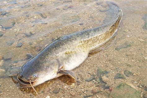 ナマズの特徴 釣魚図鑑特徴仕掛けさばき方 Honda釣り倶楽部 Honda公式サイト