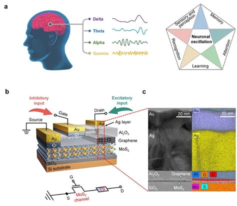 Single Transistor Neuron With Excitatory Inhibitory Spatiotemporal
