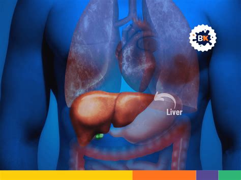 28 Oxygen Facts That Everyone Should Know Free Printable