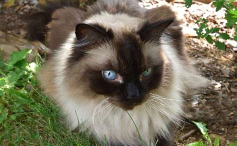 Seal Point Ragdoll Cat Breed Seal Ragdolls Colors And Different Patterns