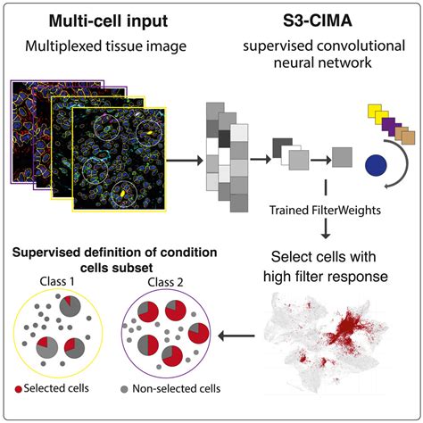 S3 Cima Supervised Spatial Single Cell Image Analysis For Identifying Disease Associated Cell