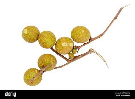 Longan Dimocarpus Longan Is A Small Round Sweet And Watery Fruit