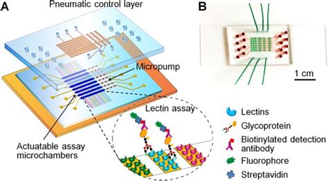 Integrated Microfluidic Lectin Barcode Platform For High Performance