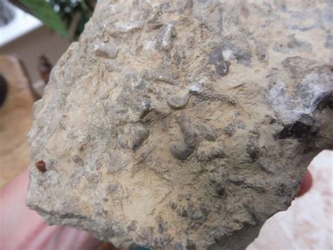 Fossil Coral Trilobites Brachiopods Silurian Wenlock Series