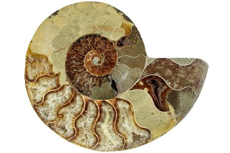 Bargain 5 Cut And Polished Ammonite Fossil Half Madagascar 230047 For Sale