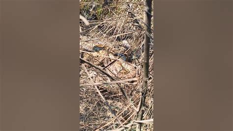 Pythonytshortsviralvideoyoutube Youtube