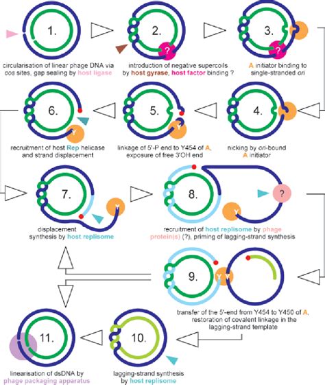 Table 1 From Bacteriophage Replication Modules Semantic Scholar