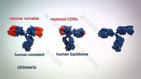 结构典型的抗体分子抗体氨基酸图片 包图网企业站