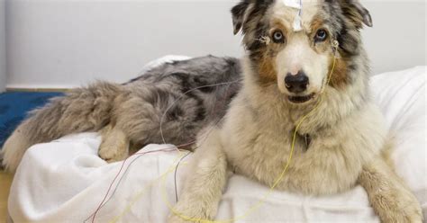 Los Perros Asocian Palabras Con Objetos Igual Que Los Humanos Según Un