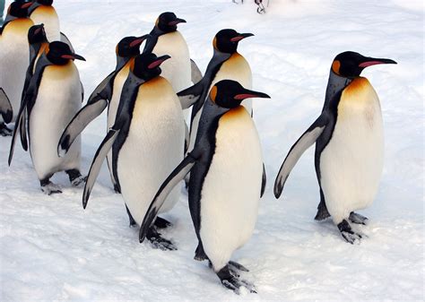 Penguin Walk 