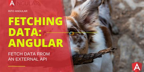 How To Fetch Data From An API In Angular DEV Community