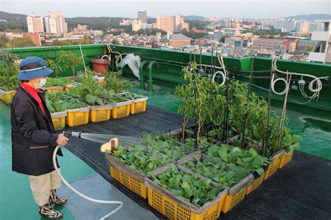 매일매일 보는 즐거움 베란다 텃밭 네이버 블로그