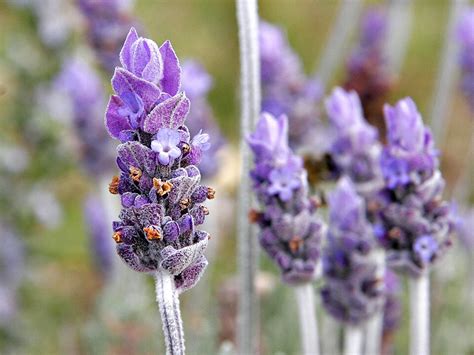 Lavandula Wikipedia