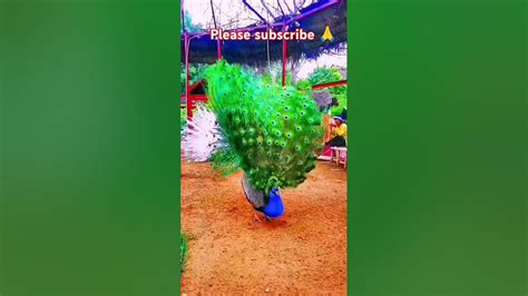Beautiful Peacock Dance🦚🦚🦚🦚naturelovertreadingviralshorts