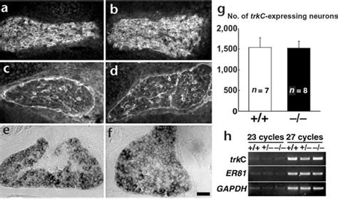 Runx3 Controls The Axonal Projection Of Proprioceptive Dorsal Root