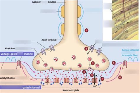Nervous System I Anatomy Of The Synapse Chemical Synapse Diagram Quizlet