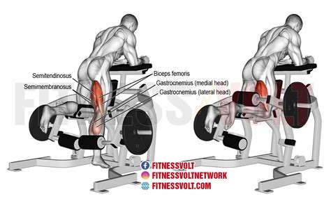 Kneeling Leg Curl Master Your Hamstrings And Glutes Today Fitness Volt