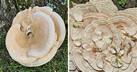 Berkeleys Polypore Identification Foraging And Culinary Applications Mushroom Appreciation