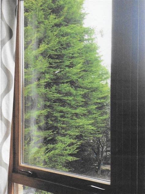 Our Neighbour S 36ft Hedge BLOCKED Light From Our Home Sent Our Electricity Bills Soaring