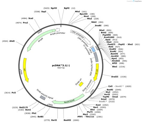 Pcdna31 Sequence And Map