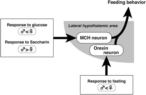 Schematic Of Sex Differences In Mch And Orexin Neuronal Activity Download Scientific Diagram