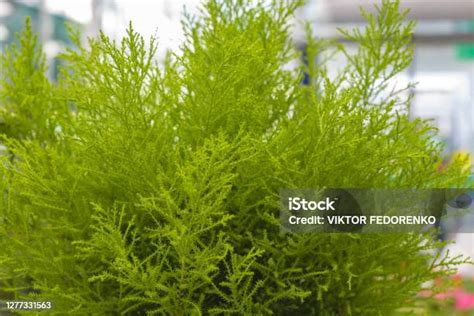 쿠프레서스 매크로카르파 골드크레스트 윌마 원상 왕관이 있는 난쟁이 상록 나무입니다 사이프러스 식물의 다양성 사이프러스에 대한 스톡 사진 및 기타 이미지 Istock