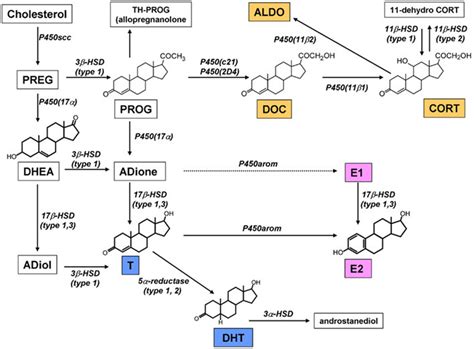Pathway Of Steroid Synthesis In The Rat Hippocampus The Hippocampus