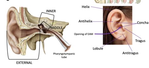 5724 Ear And Pterygopalatine Fossa Flashcards Quizlet