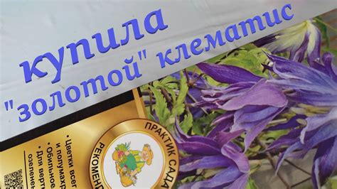 🌺 Клематис- Княжик - "Блю Сюрпрайз", распаковка и посадка. - YouTube