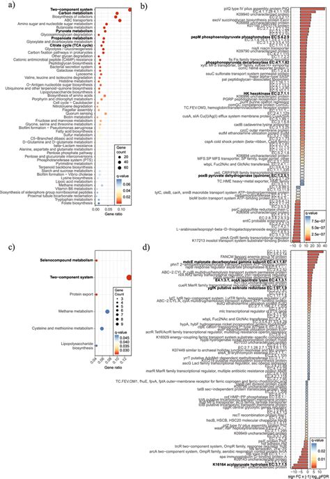 Plasma And Fecal Succinate Linked To Metagenomic Functions Dotplot A