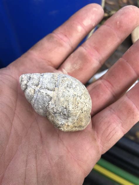 Snail Shell Fossil Rfossils