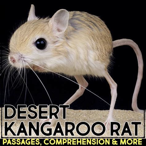 Kangaroo Rat Artofit