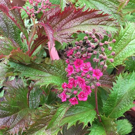 Spiraea X Bumalda Dolchica Lynwood Garden