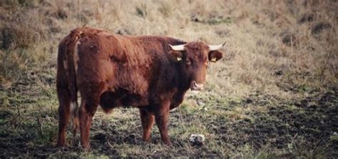 Anthrax In Cattle Farming Symptoms Treatment And Prevention Agrimag