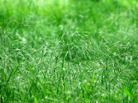 Prairie Grass Nature Free Photo On Pixabay Pixabay