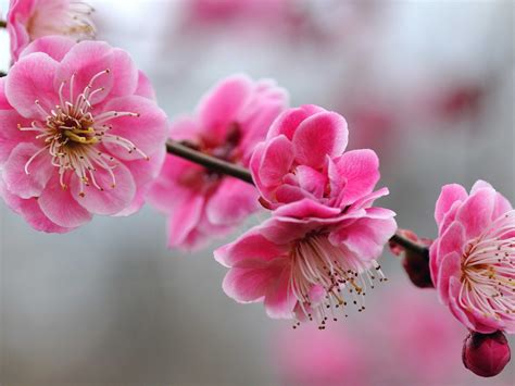Cute Girly Flower Wallpapers Top Free Cute Girly Flower Backgrounds