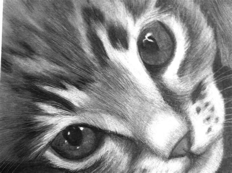Pencil Drawing Kitten Pencildrawing2019