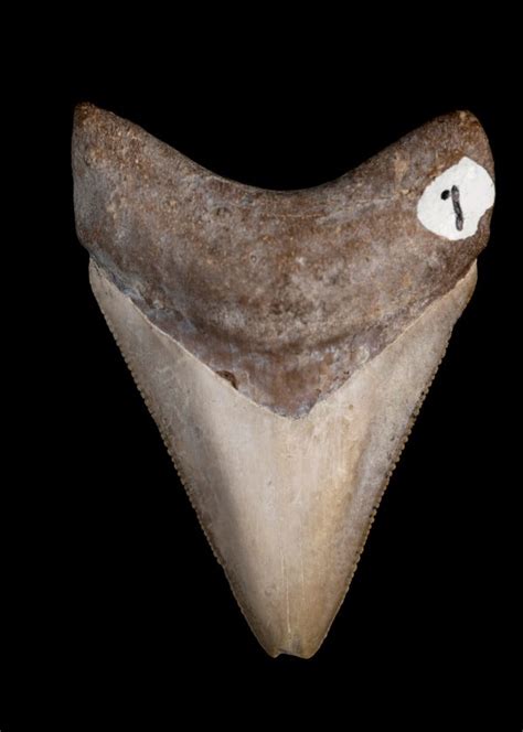 School Lesson Gone Wrong Leads To New Bigger Megalodon Size Estimate Research News