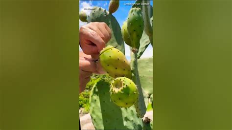 ক্যাকটাস খেলে গরুর মুখের কাটা কেন ঢুকে না 🤨। Shorts Shortsfeed Youtube