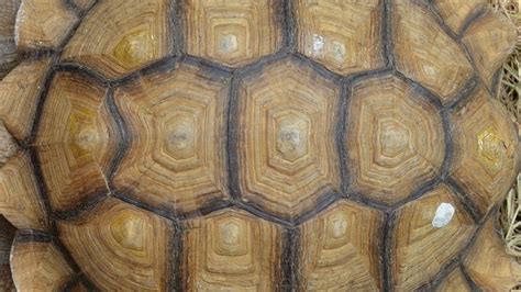 How Hard Is A Turtle Shell More Than You Thought The Turtle Hub