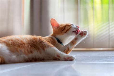 Why Do Cats Lick And Bite Themselves At Sarah Gooding Blog