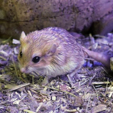 Fat Gerbil Poster Cute Gerbil Fat Tail Crawls On Wood Garbil Fat Tail