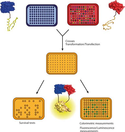 Figure 4 From Protein Fragment Complementation Assays For Large Scale
