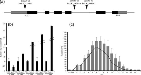 Figure 4 From The Apc C Subunit 10 Plays An Essential Role In Cell Proliferation During Leaf