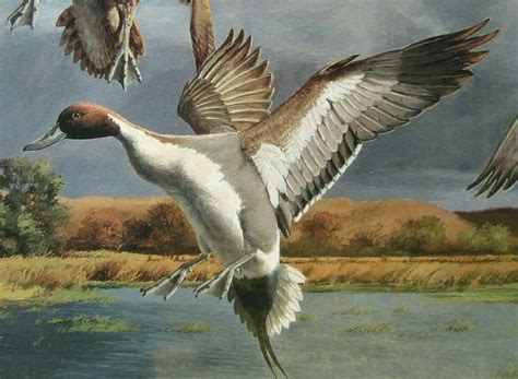 David Maass Fruits Of Your Labor Mallards Pintails Print Ducks