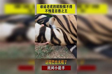 谁说老虎的屁股摸不得，不愧是百兽之王，这尾巴也太粗了！尾巴屁股老虎
